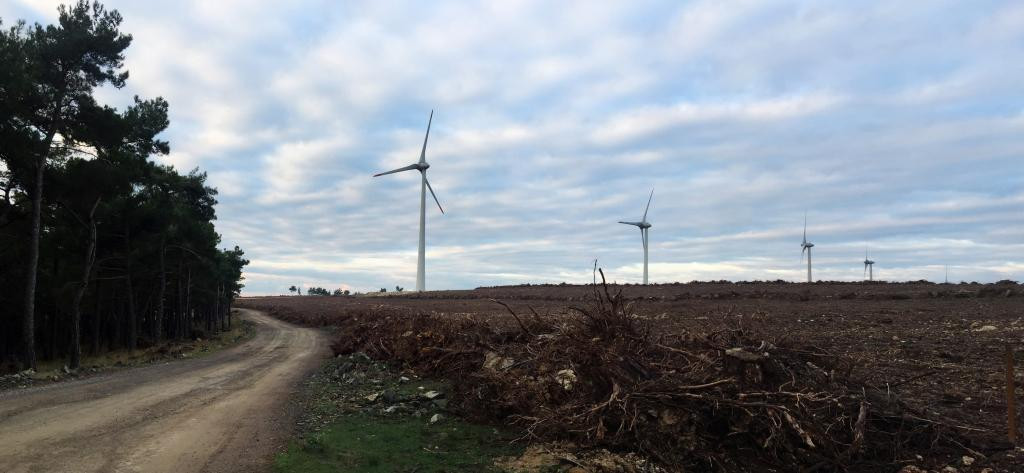 Önce ağaçları sonra manzarayı...