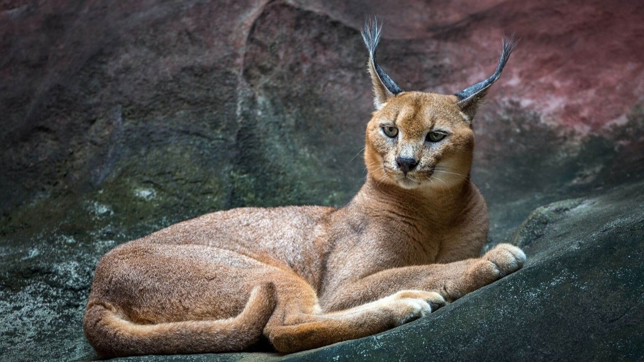 Karakulak çalıştayı