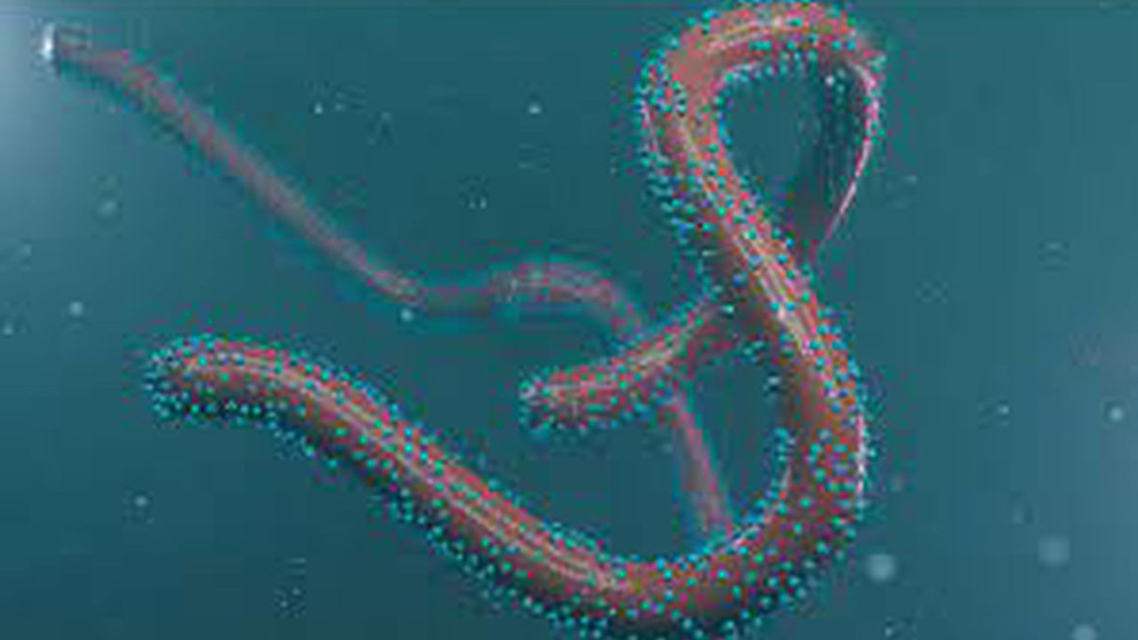 Ekvator Gine'sinde Marburg virüsü alarmı! 16 vaka görüldü: Marburg ...